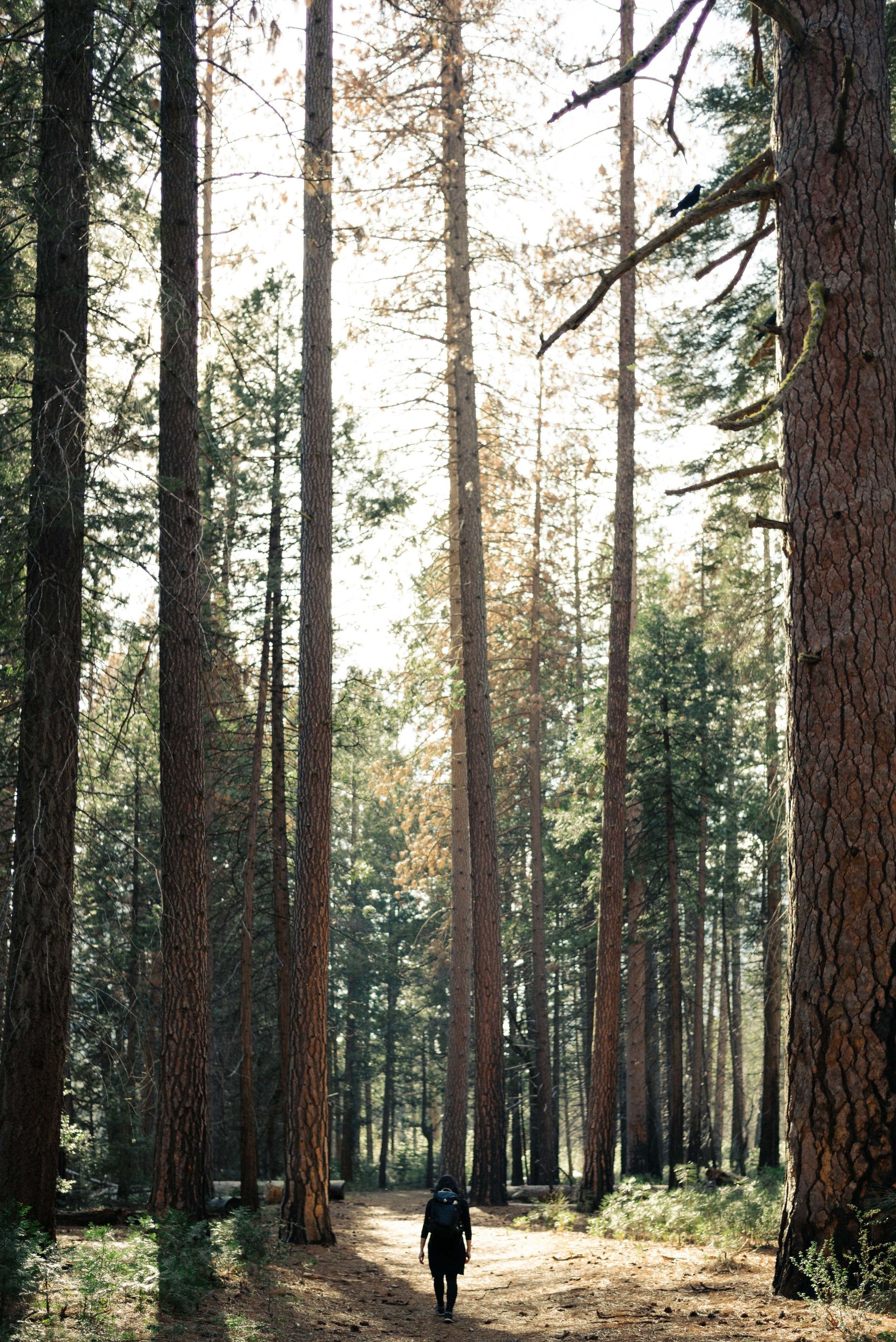 Guitar, Ukulele, and Mandolin Wood and Tonewood Products — Oregon Wild Wood